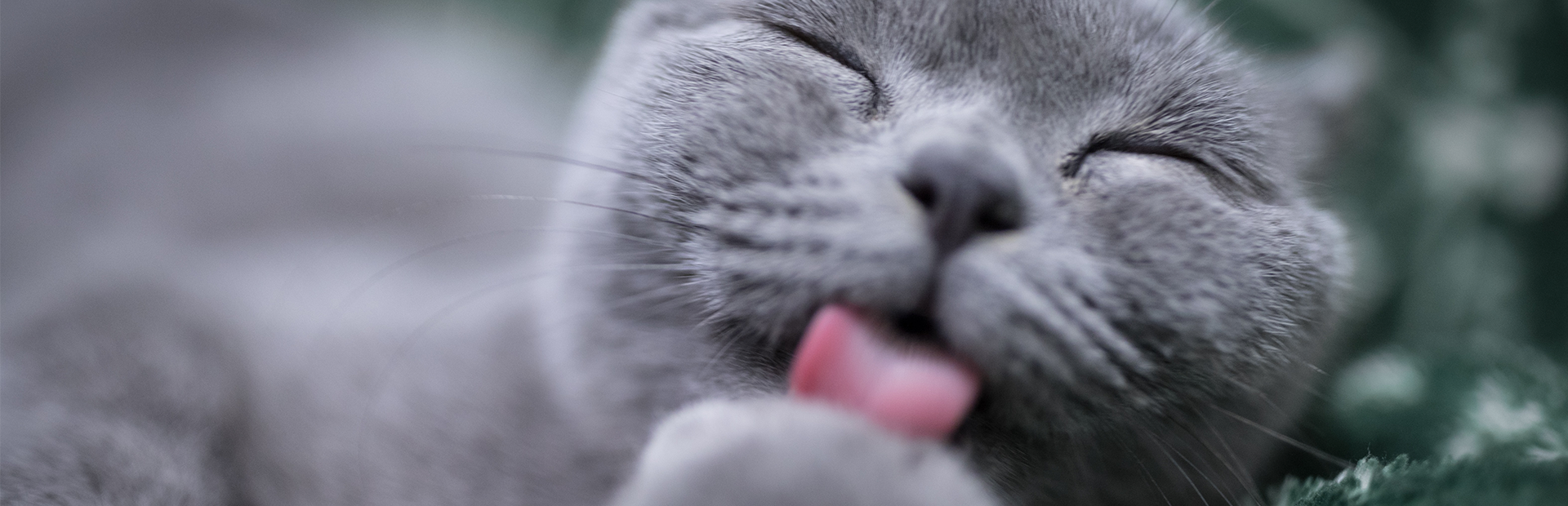 Alles Wat Je Moet Weten Over Haarballen En Katten - Wellness CORE