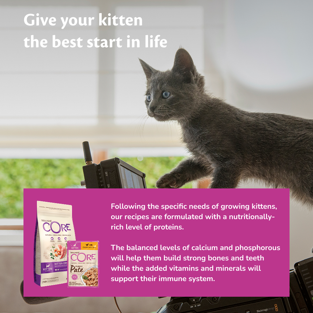 Wellness Core Purely Paté Kitten, Chicken with Tuna - 85G - Wellness Core